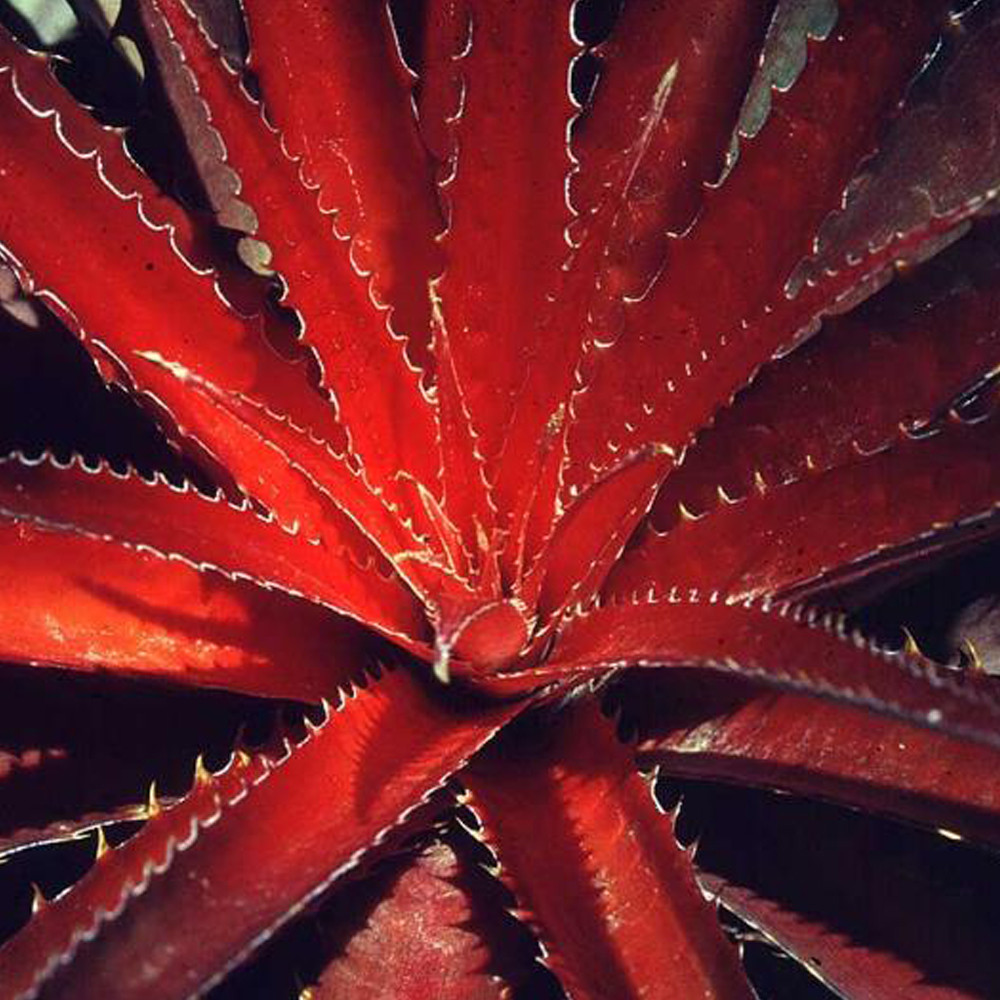 US$ 11.67 - 10pcs Agave Kerchovei Huajuapan Red Agave Garden Plants ...