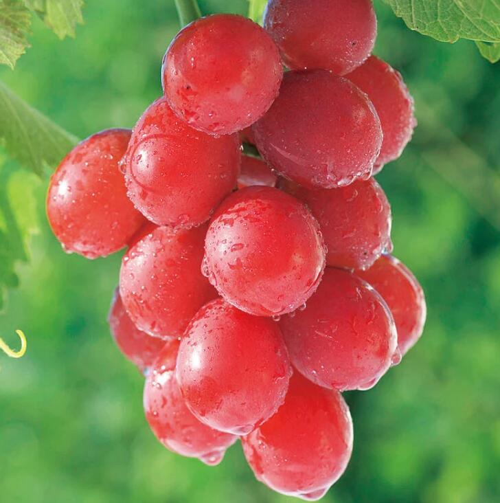 US$ 1.45 - 15PCS Ruby Roman Grapes Seeds - www.deargogo.com