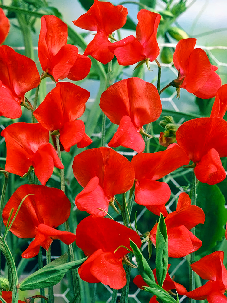 Bellfarm® Red Tall Sweet Pea Seeds