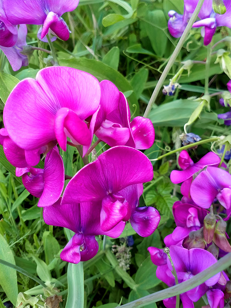 Bellfarm® Rose Red Tall Sweet Pea Seeds