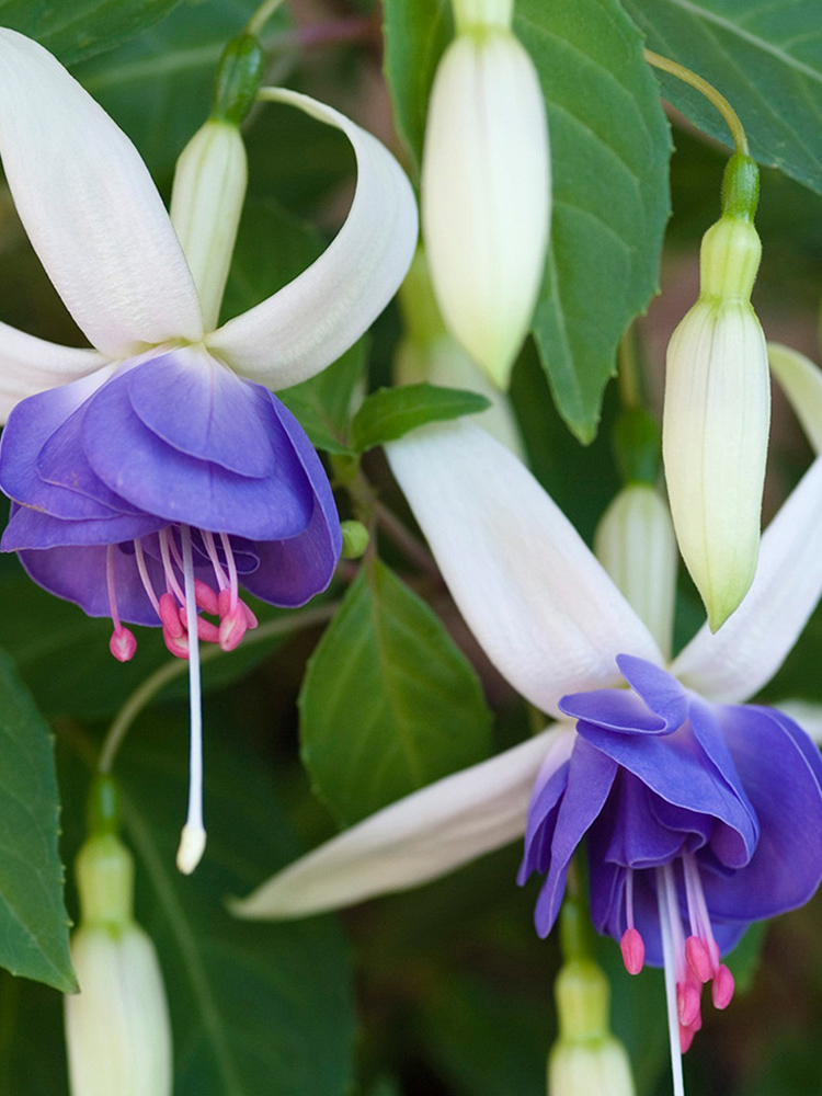 US$ 2.18 - Fuchsia, Blue White Flowers - www.deargogo.com