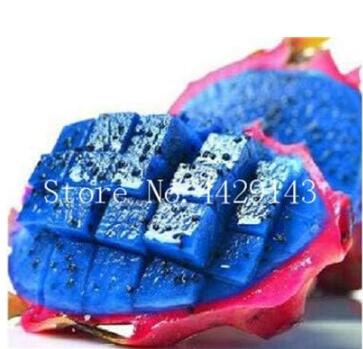 US$ 2.18 - Dragon Fruit Rare, Blue - www.deargogo.com