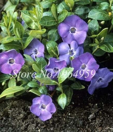 US$ 2.18 - Purple Periwinkle Seeds - www.deargogo.com