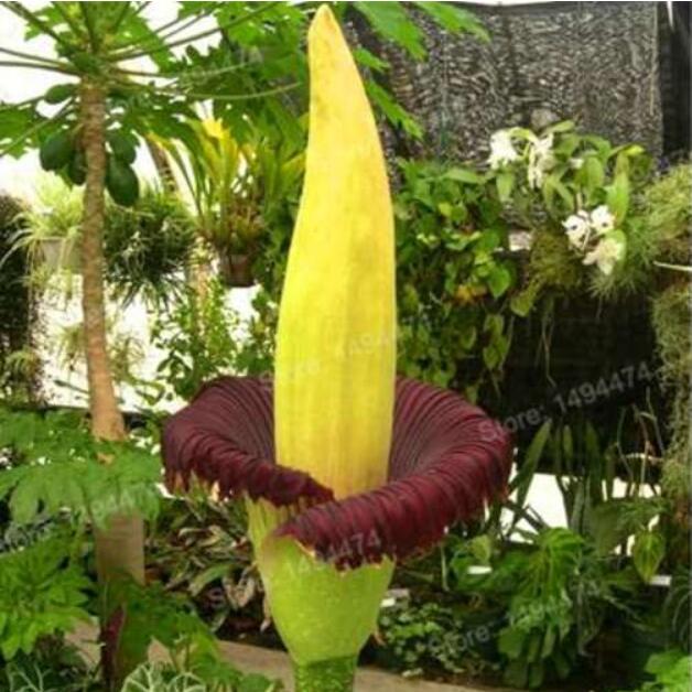 US$ 1.45 - Garden Corpse Flower Plant Seeds - www.deargogo.com
