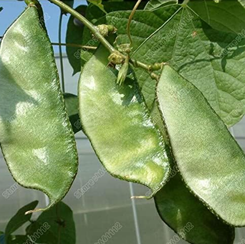 US$ 1.45 - Green Pea Green Side Eyebrow Bean Seeds - www.deargogo.com
