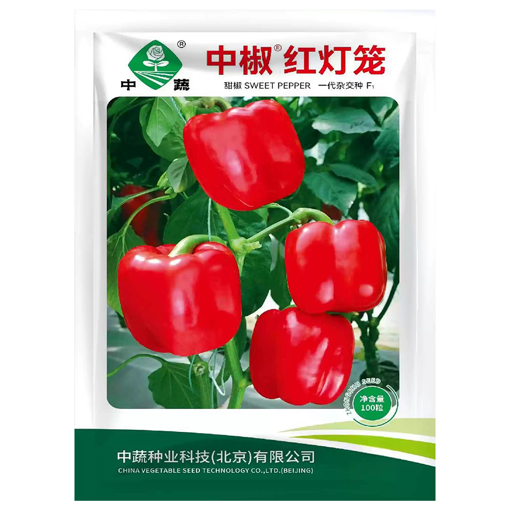 Red Lantern Sweet Pepper Seeds: Large-Sized, Low-Spice
