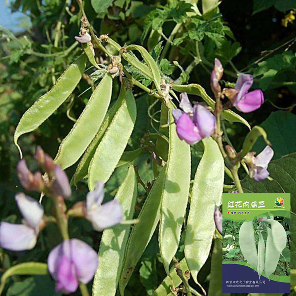 High-Quality Red-flowered Hyacinth Bean Seeds for Easy Cultivation