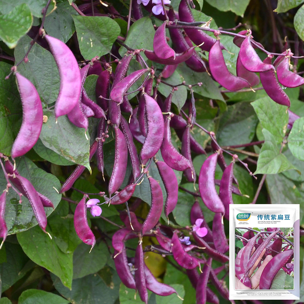 Xishuai Purple Hyacinth Bean Seeds: High Yield, Disease Resistant ...