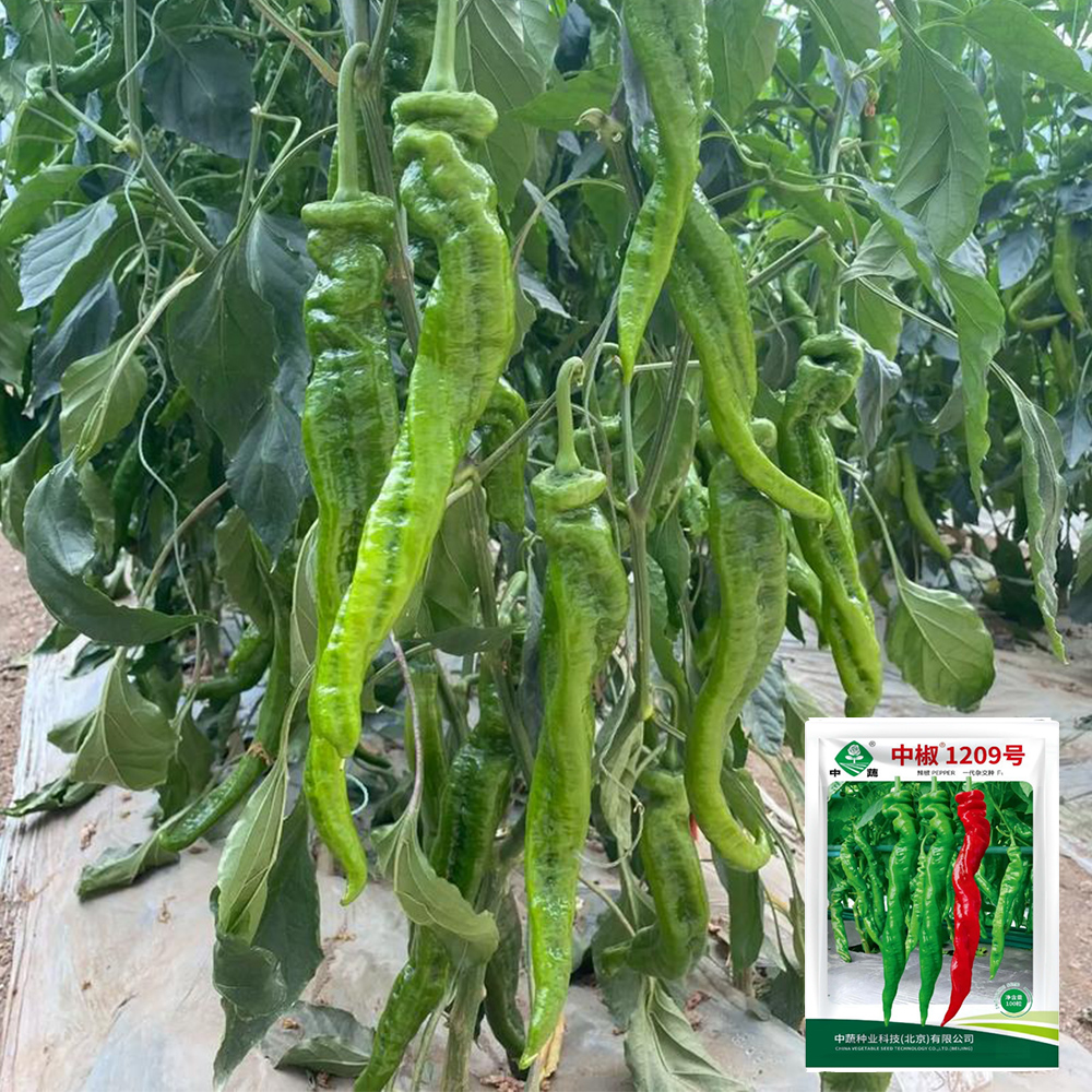 Spicy & Disease-Resistant Screw Pepper No.1209 Hybrid Seeds