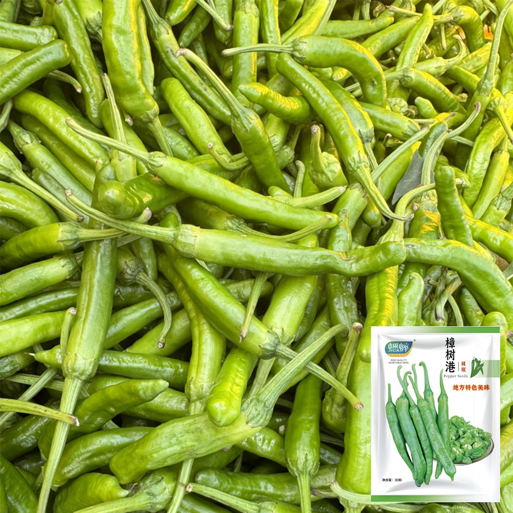 Zhangshugang Chili Seeds: Medium-Early, High-Yield Hunan Variety