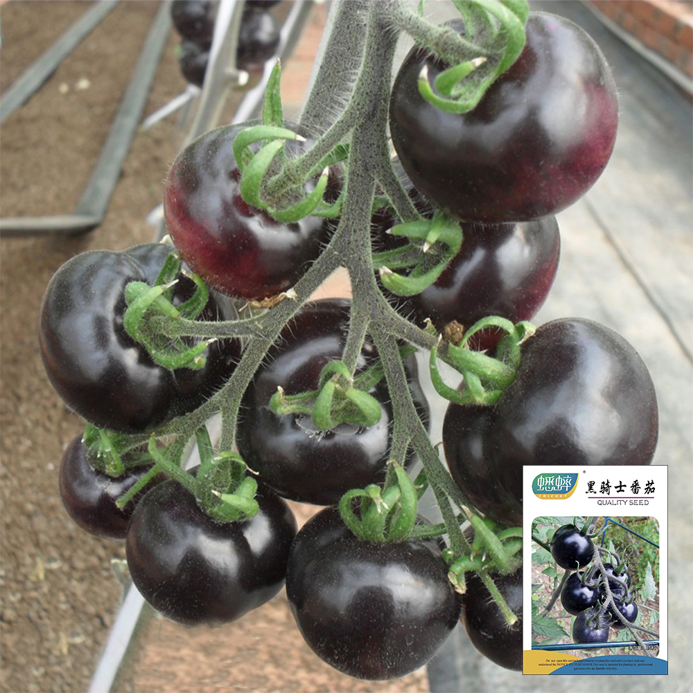 Black Knight Tomato Seeds - Unique Black Tomatoes for Fresh Eating