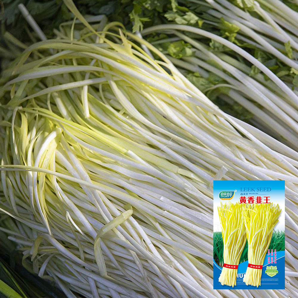 Huangxiangjiuwang Yellow Chive Seeds – High-Yield, Spicy Flavor, High ...