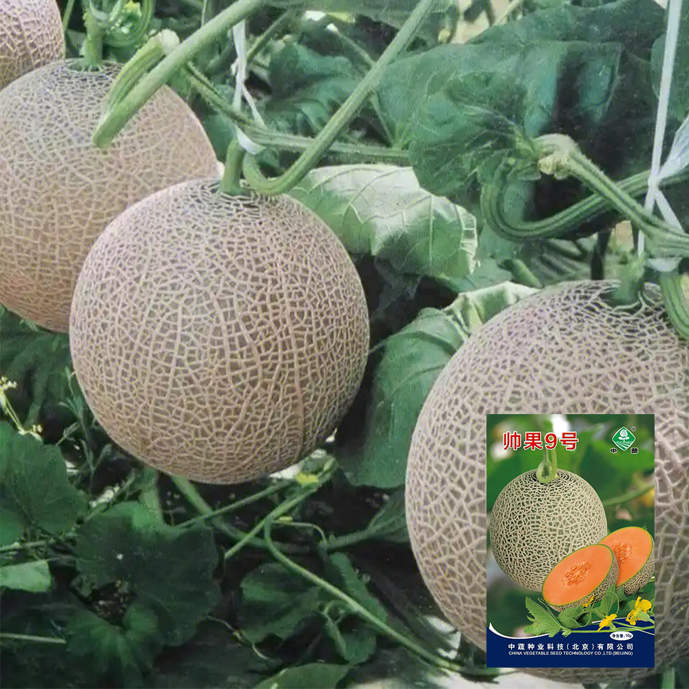 Shuaiguo No.9 Netted Melon Seeds Grow High-Quality Melons - Rich Flavor ...