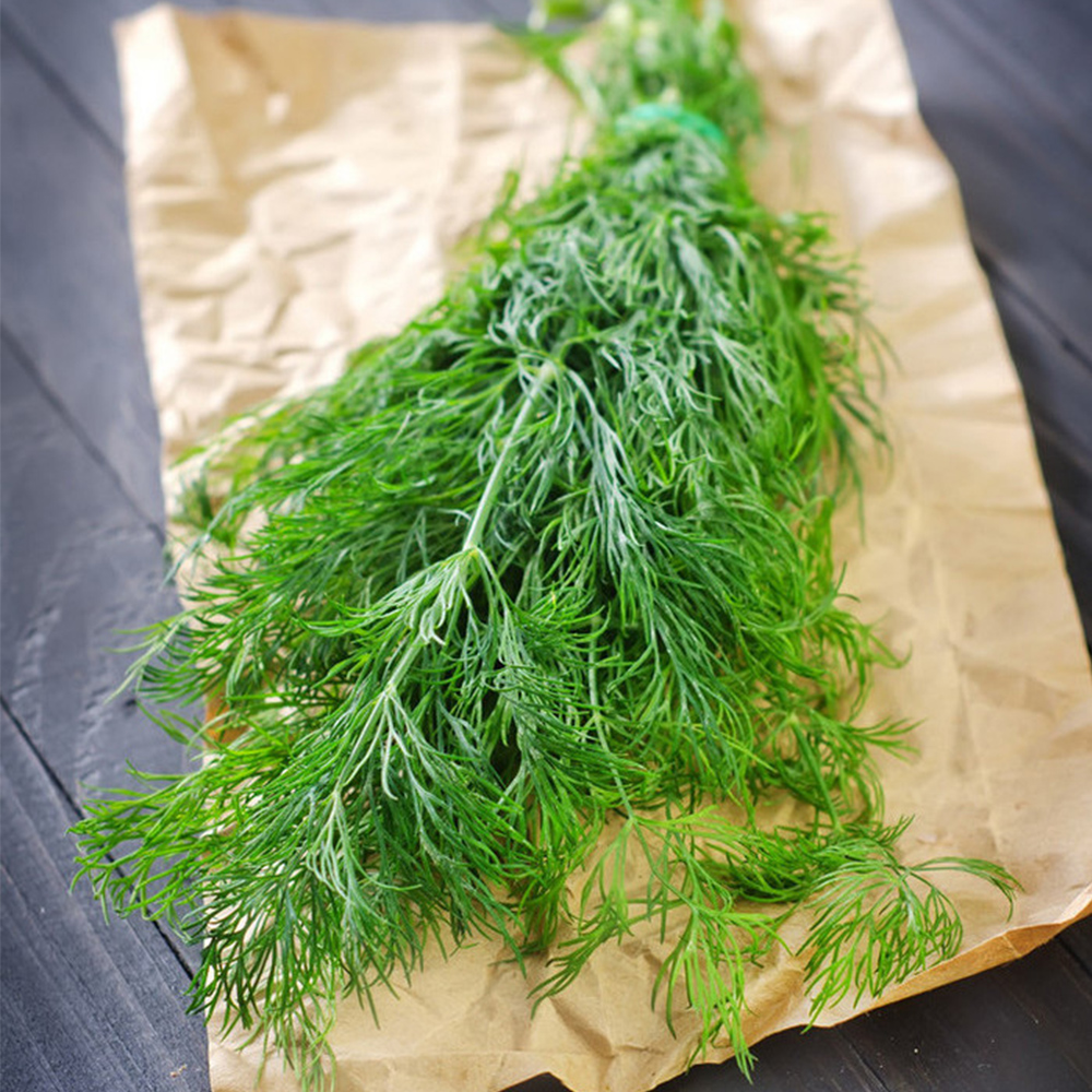 Dill Seeds (Anethum graveolens): Aromatic Herb for Cooking & Medicinal Use