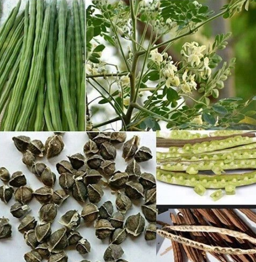 US$ 2.91 - Chinese Moringa seeds, Edible - www.deargogo.com