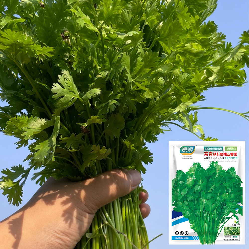 Evergreen Iron Stem Cilantro Seeds | Bolt-Resistant, High-Yield ...