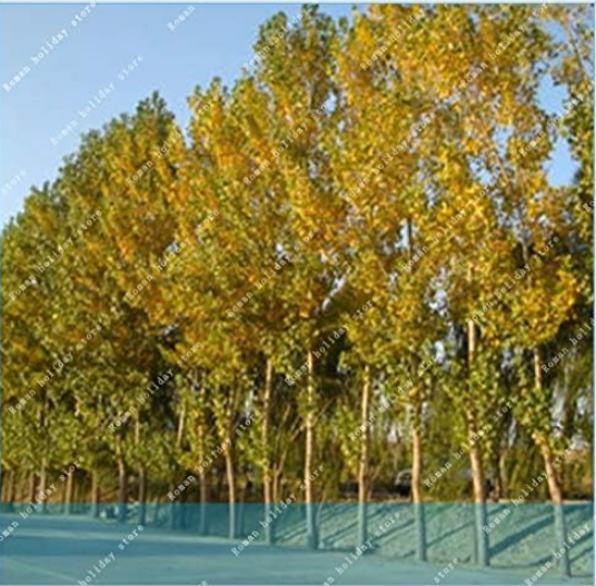 US$ 2.18 - Poplar Seeds Beautiful Foilage Plant Tree Poplar Chinese ...