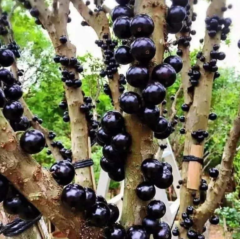US$ 1.82 - Grafteed Seedless Jabuticaba Fruit Brazilian Grape Tree ...