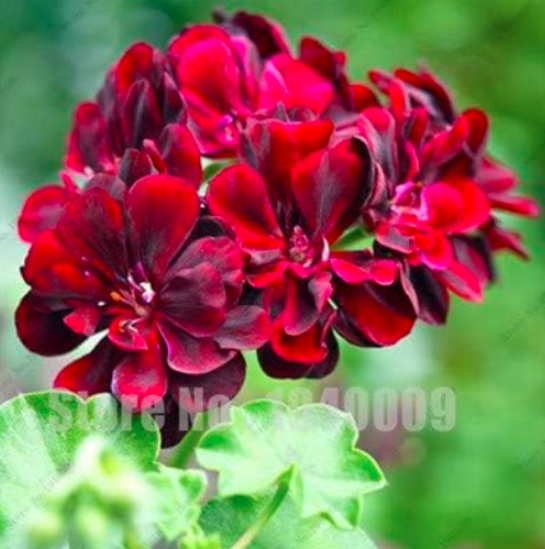 US$ 6.56 - Rare Geranium Seeds, Zonal Geranium Perennial Flower (Color ...