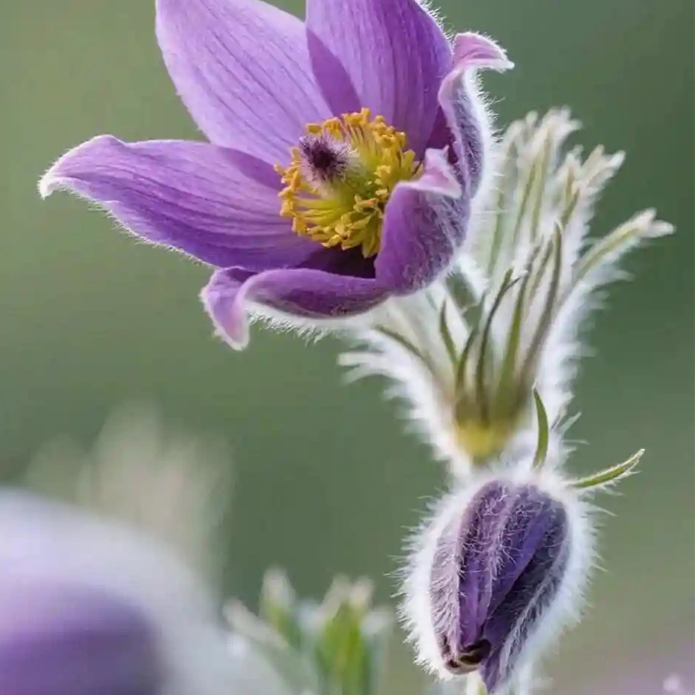 Pulsatilla Chinensis Seeds | Early Spring Blooming Perennial Herb for ...