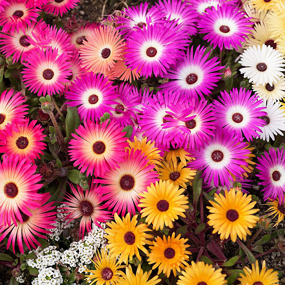 Trailing Ice Plant Seeds (Lampranthus spectabilis) | Sun-Loving ...