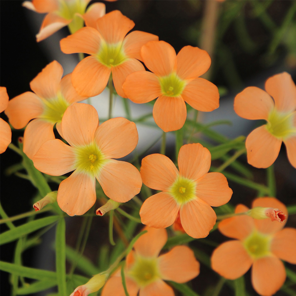 Oxalis obtusa 'Gracilis' Bulbs | Apricot Orange Winter & Spring Flowers