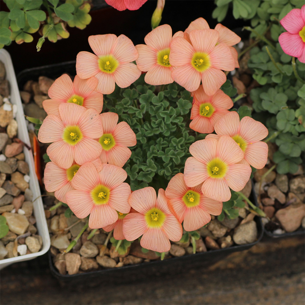 Oxalis obtusa 'Orange Cream' Bulbs | Winter Flowering Houseplant