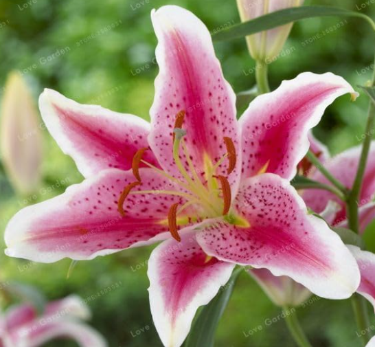 US$ 5.10 - True Lily Bulbs Perfume Lily (Color: 8) - www.deargogo.com