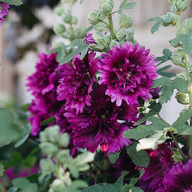 Lilac Rose Hollyhock Seeds - Double Blooms, Edible & Medicinal Alcea rosea