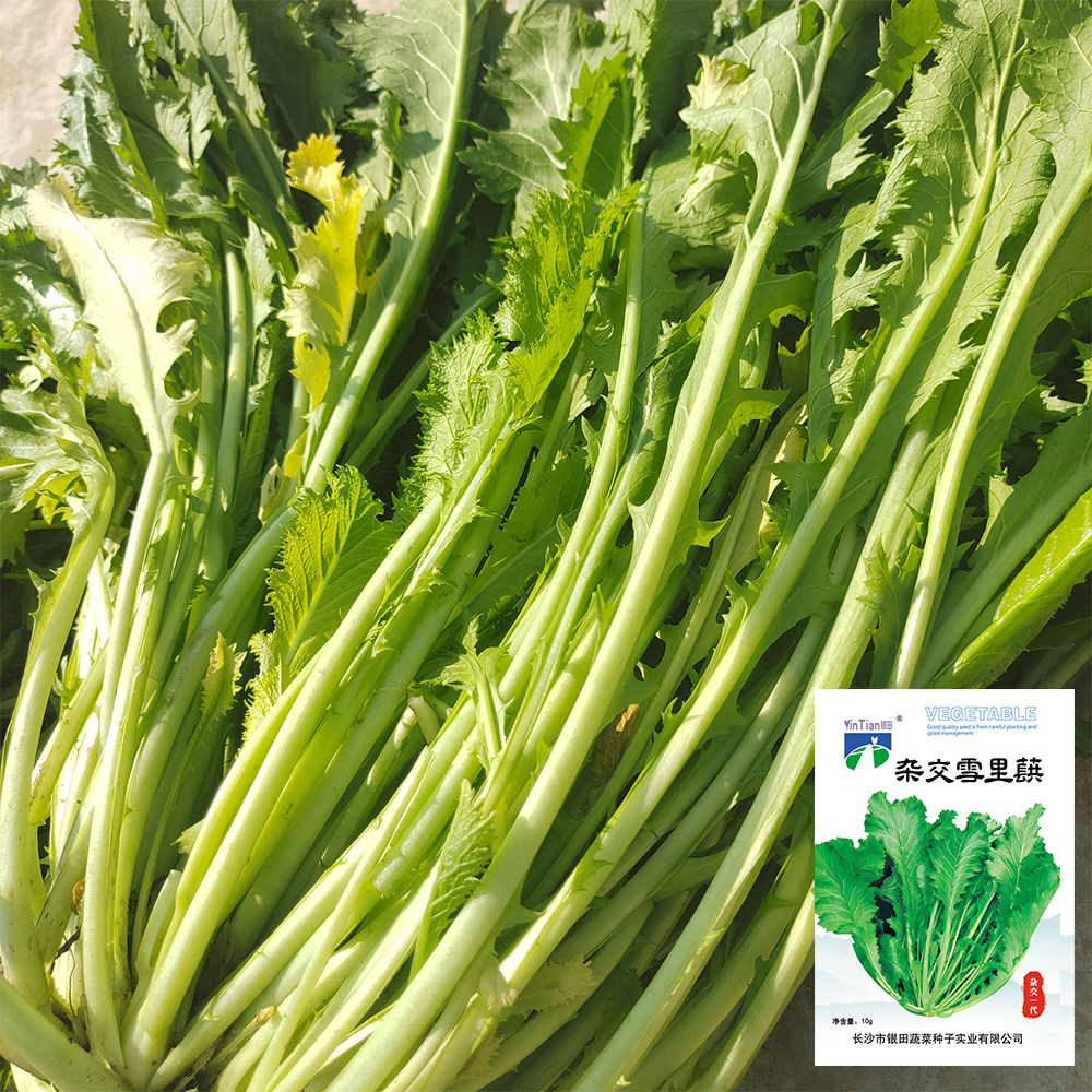 Hybrid Potherb Mustard Seeds | High-Yield, Ideal for Pickling & Stir-fry