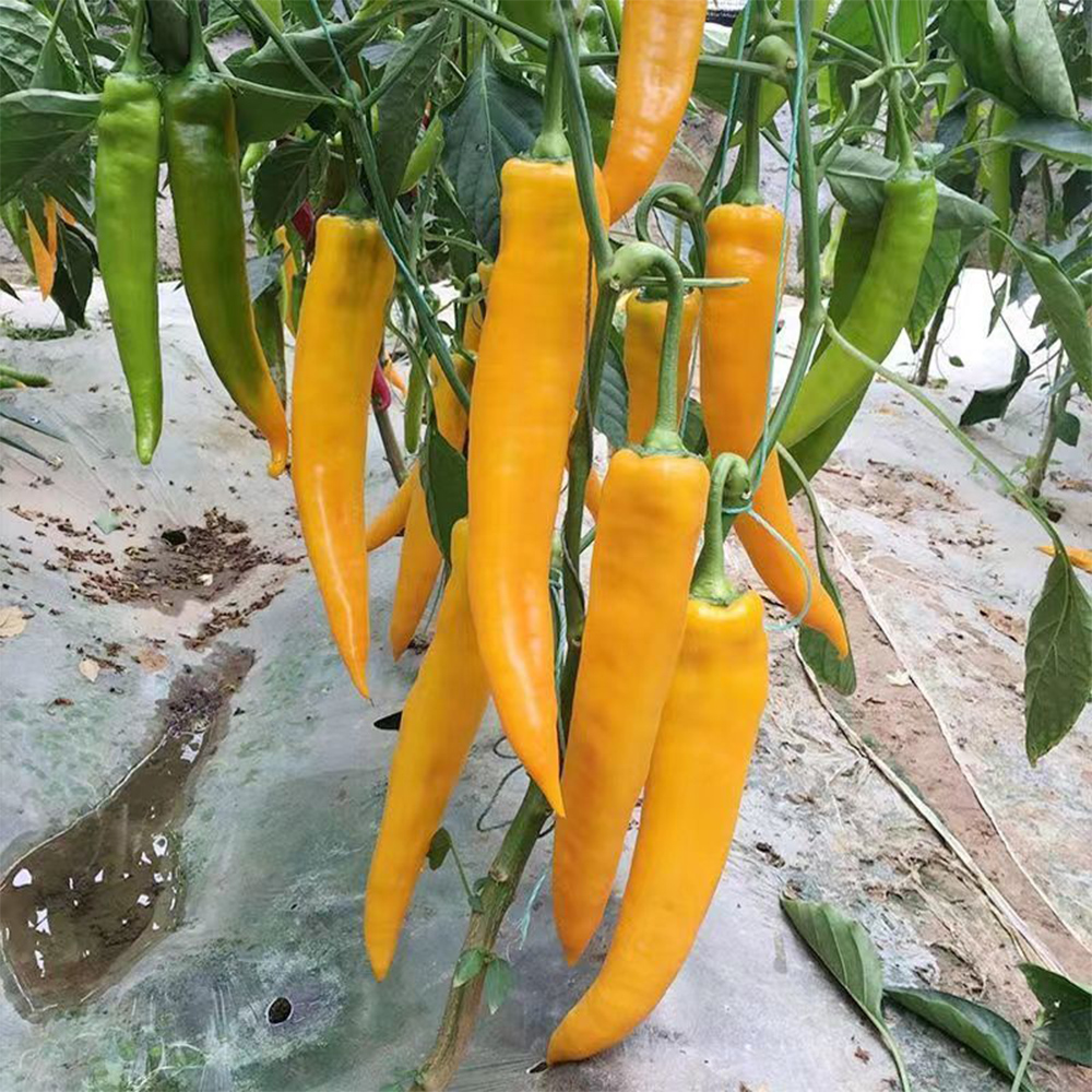 Golden Fragrant Horn Pepper Seeds | Long, Mild Hybrid Chili | TMV Resistant